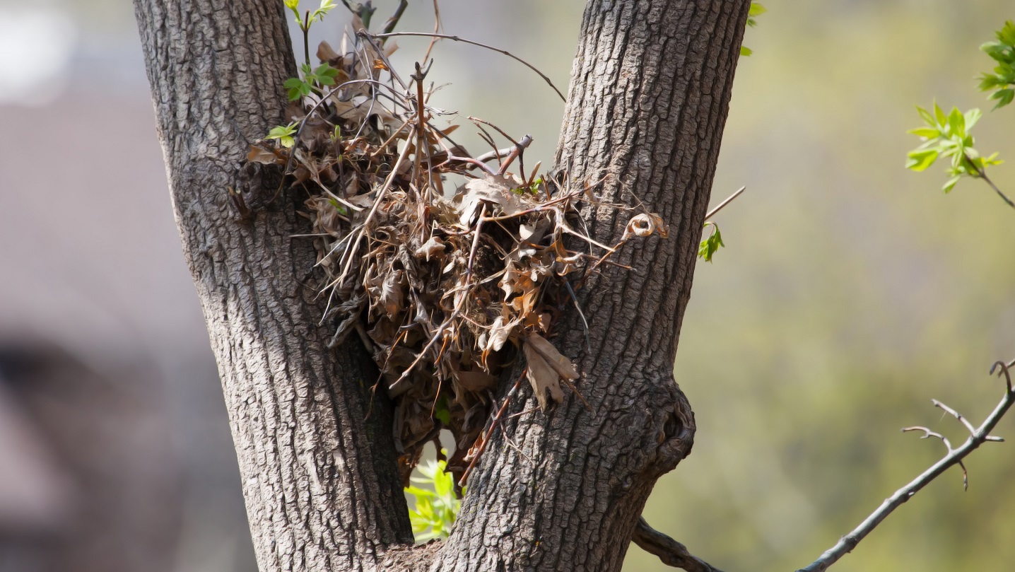Squirrel Nests: How Do They Build Them? - Woodland Trust