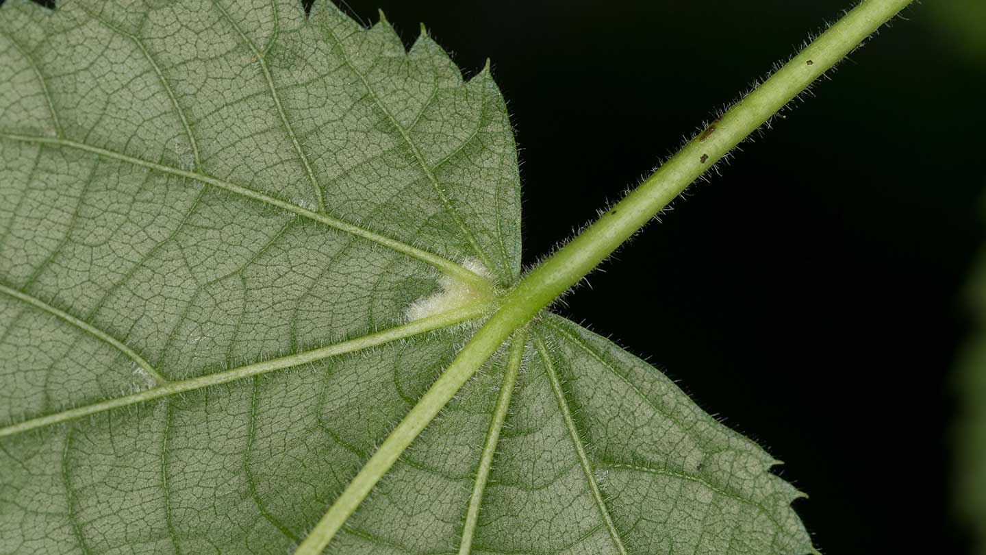 Large-leaved Lime (Tilia platyphyllos) - Woodland Trust
