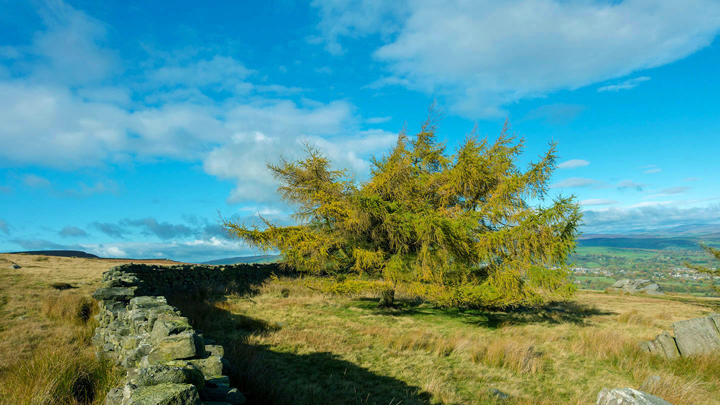 European Larch (Larix decidua) - British Trees - Woodland Trust