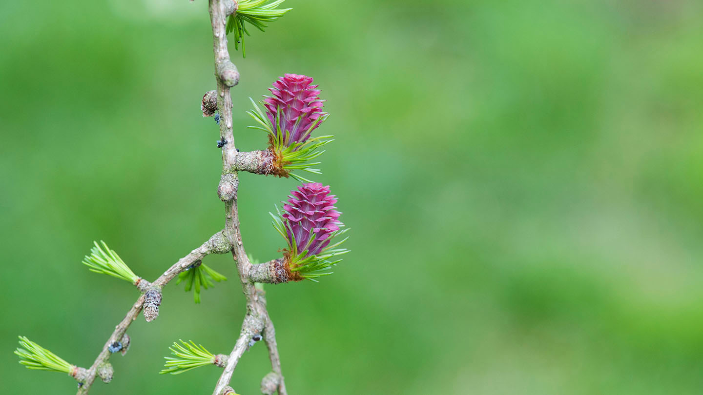European Larch (Larix decidua) - British Trees - Woodland Trust