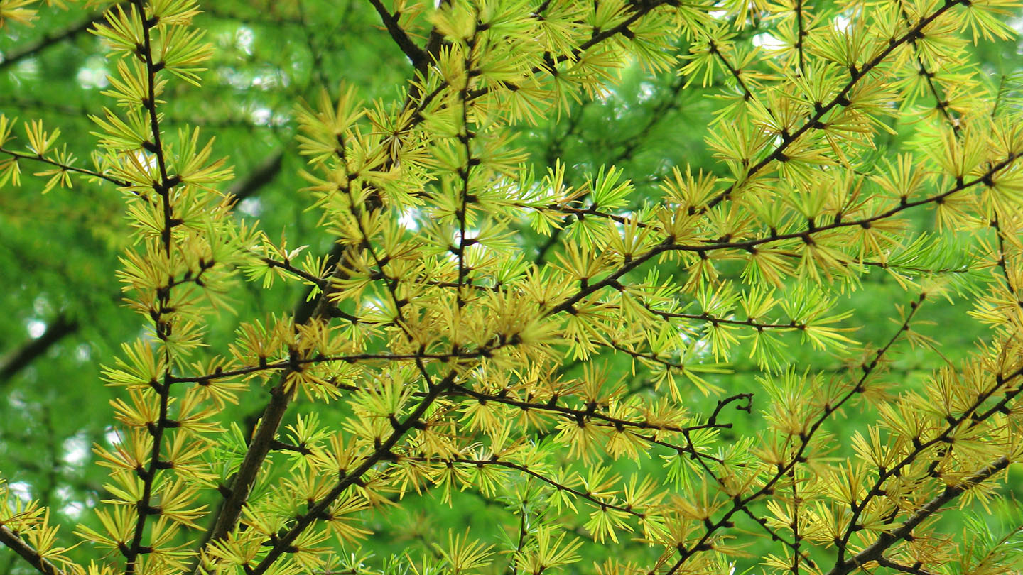 European Larch (Larix decidua) - British Trees - Woodland Trust