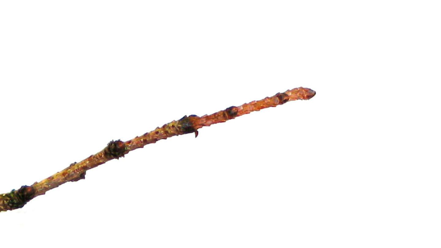 European Larch (Larix decidua) - British Trees - Woodland Trust