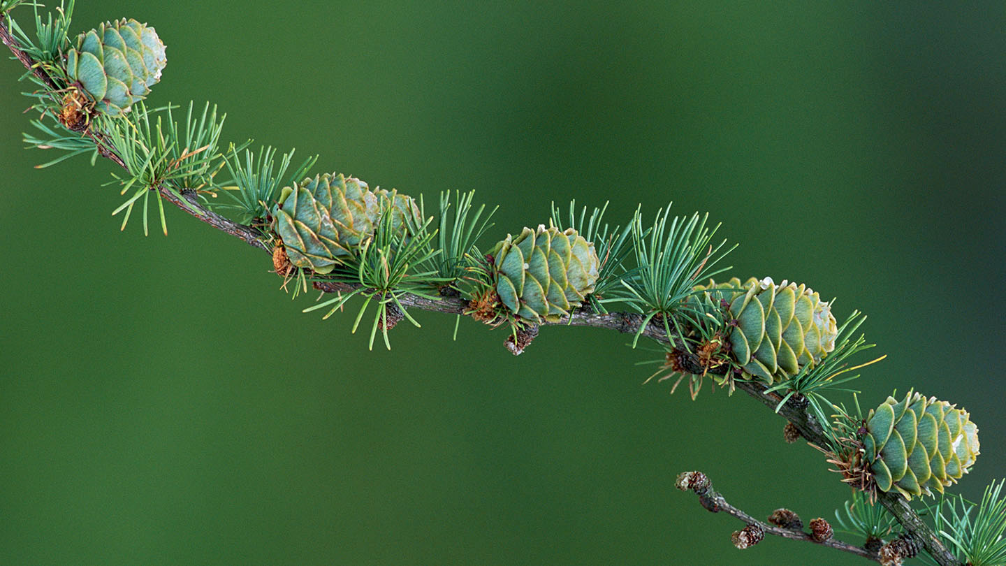 European Larch (Larix decidua) - British Trees - Woodland Trust