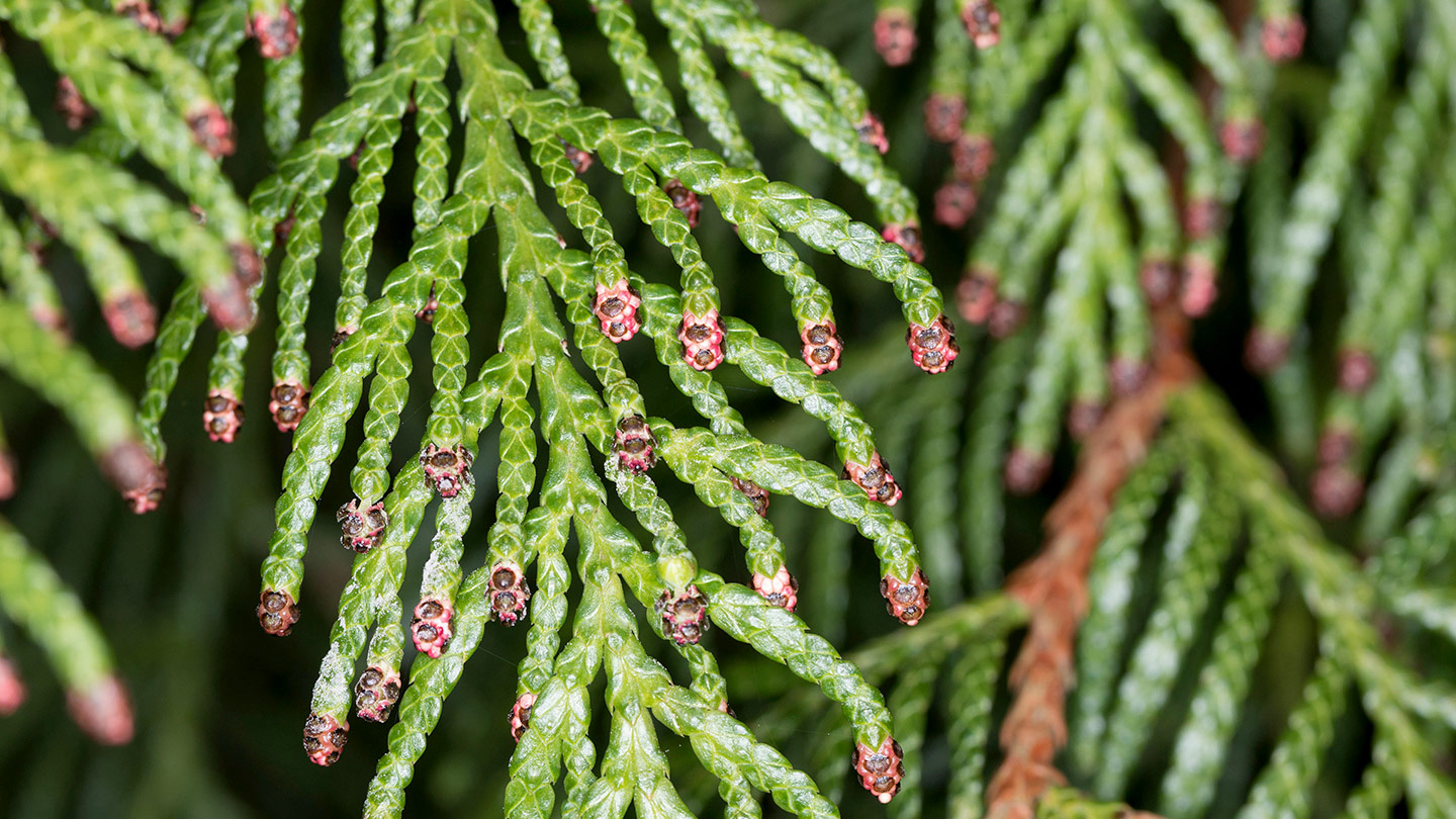 Red Cedar Tree Identification Guide