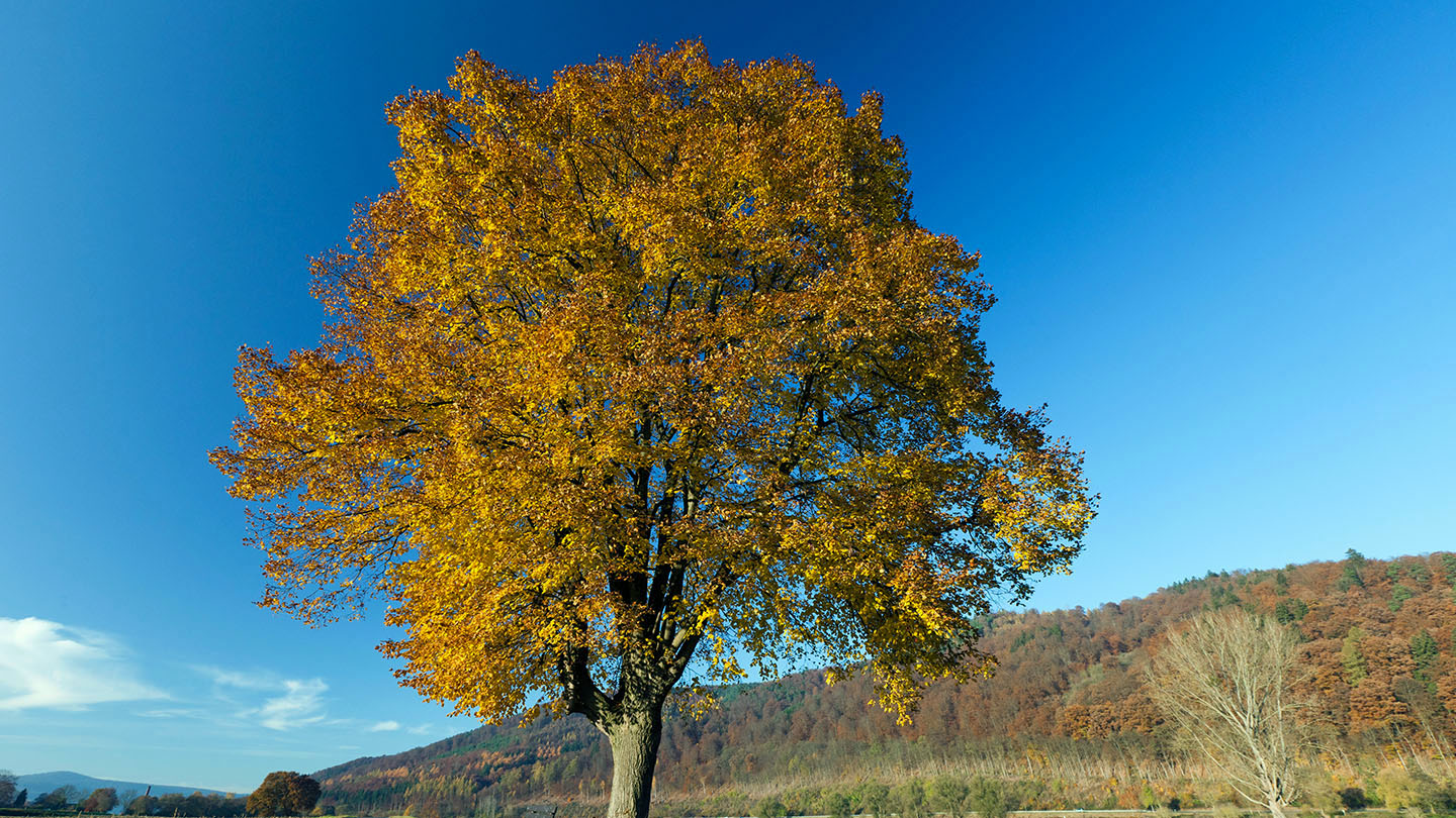 Common Lime (Tilia x europaea) - Woodland Trust