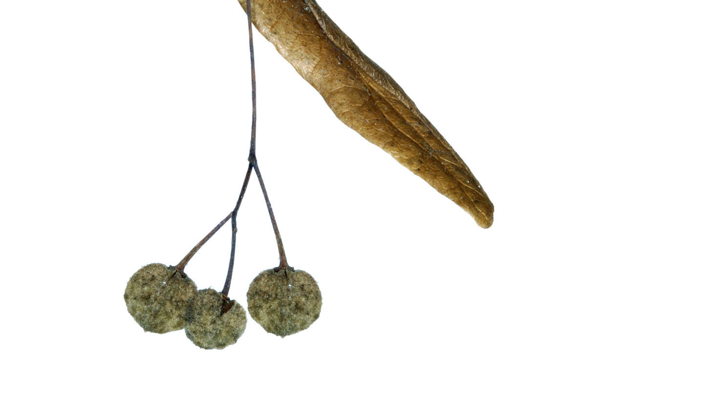 Common Lime (Tilia x europaea) - Woodland Trust