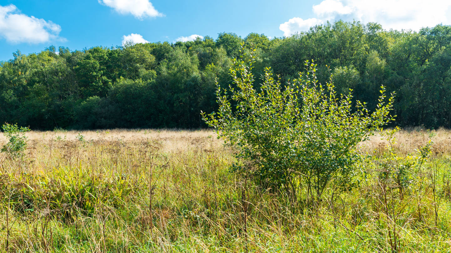 Appeal Success: Pepper Wood Appeal - Woodland Trust