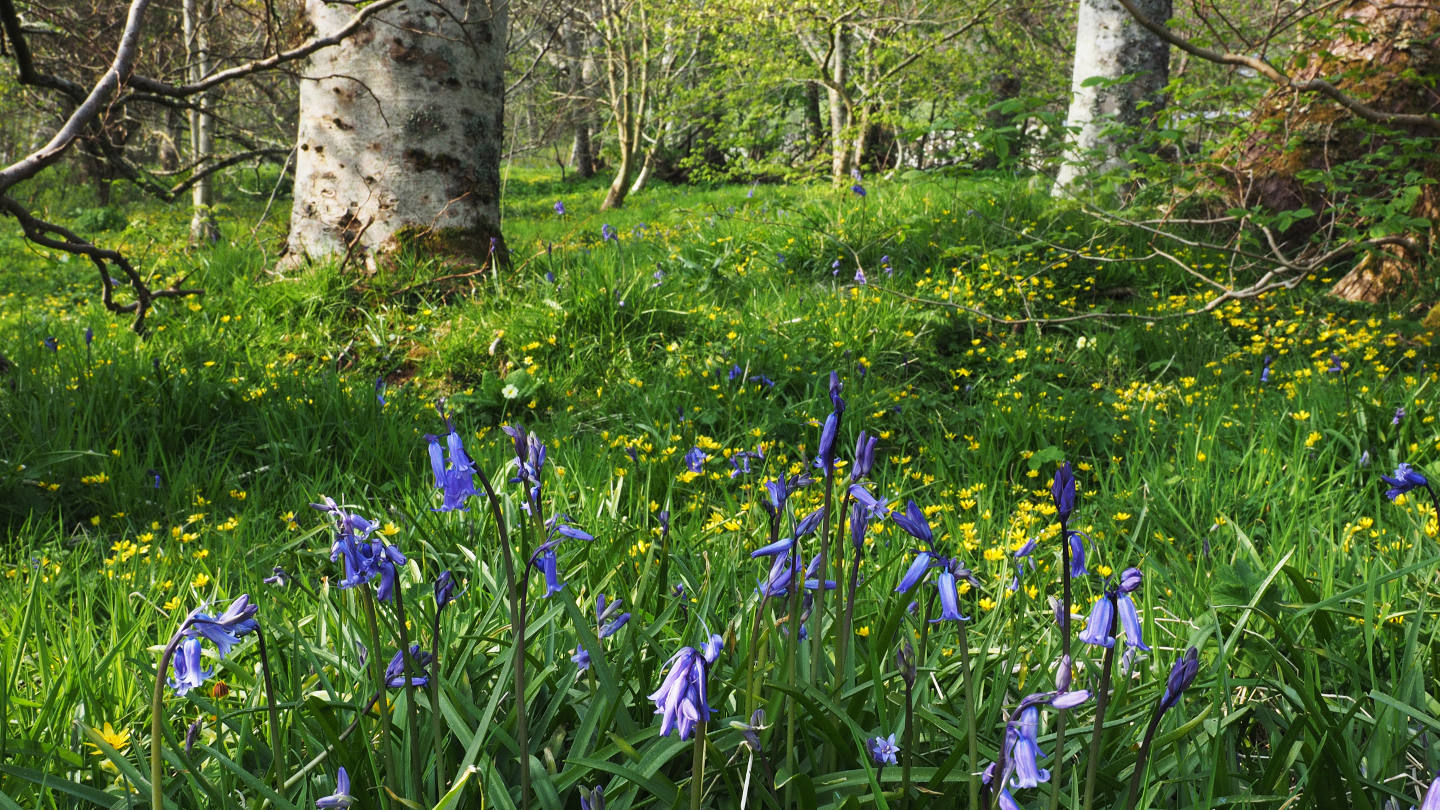 Uig Wood - Visiting Woods - Woodland Trust