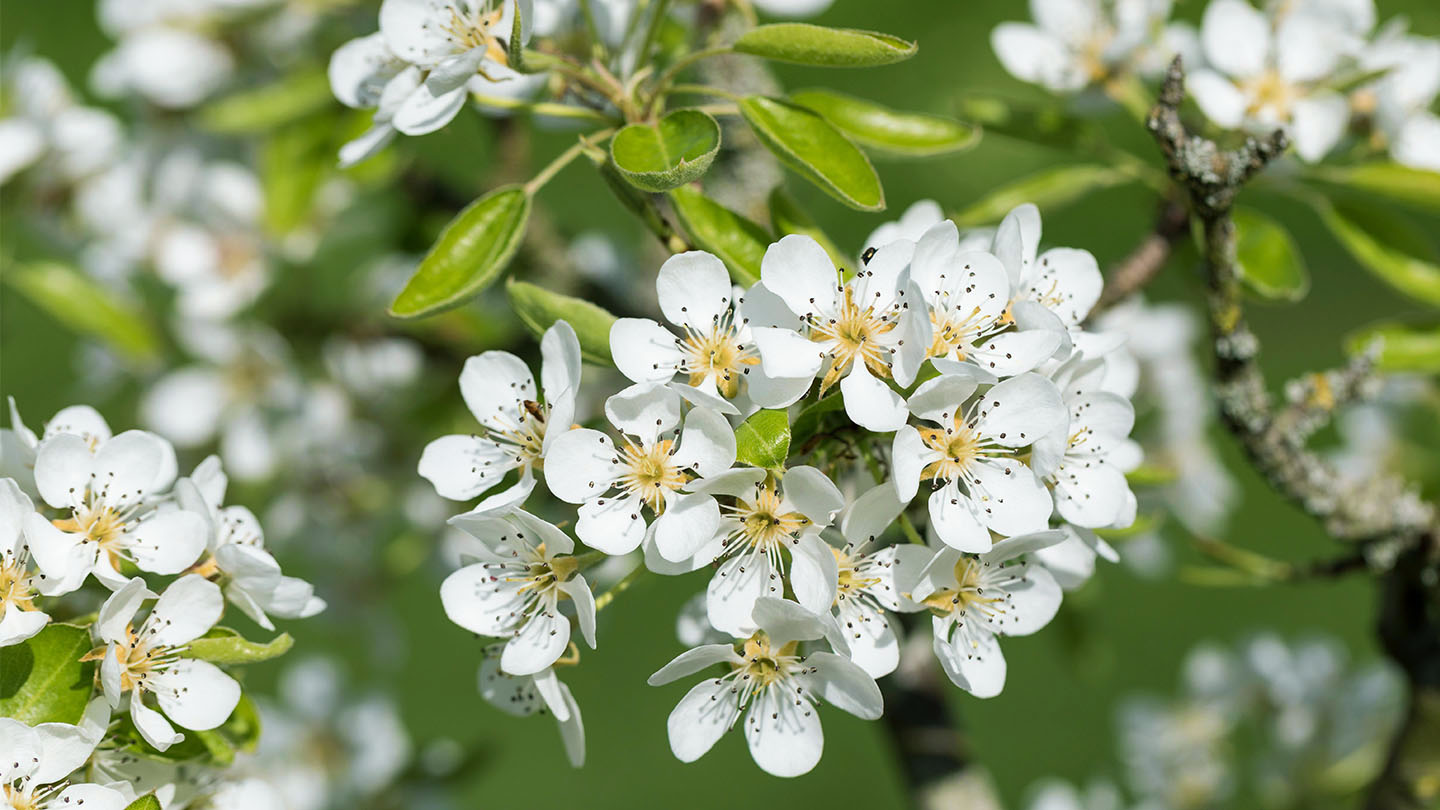 Pear (Pyrus communis) - British Trees - Woodland Trust