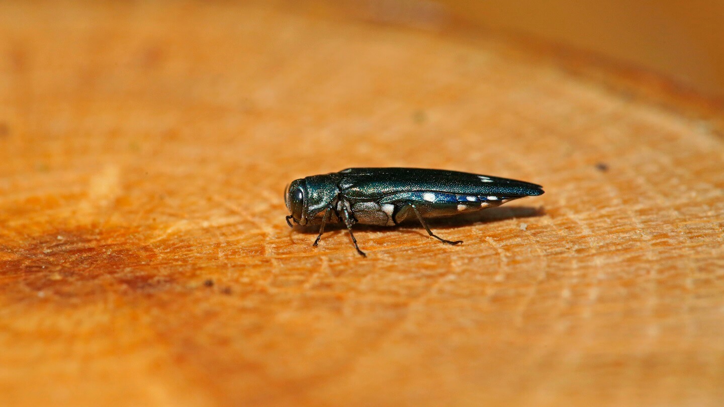 Oak trees and wildlife - Woodland Trust