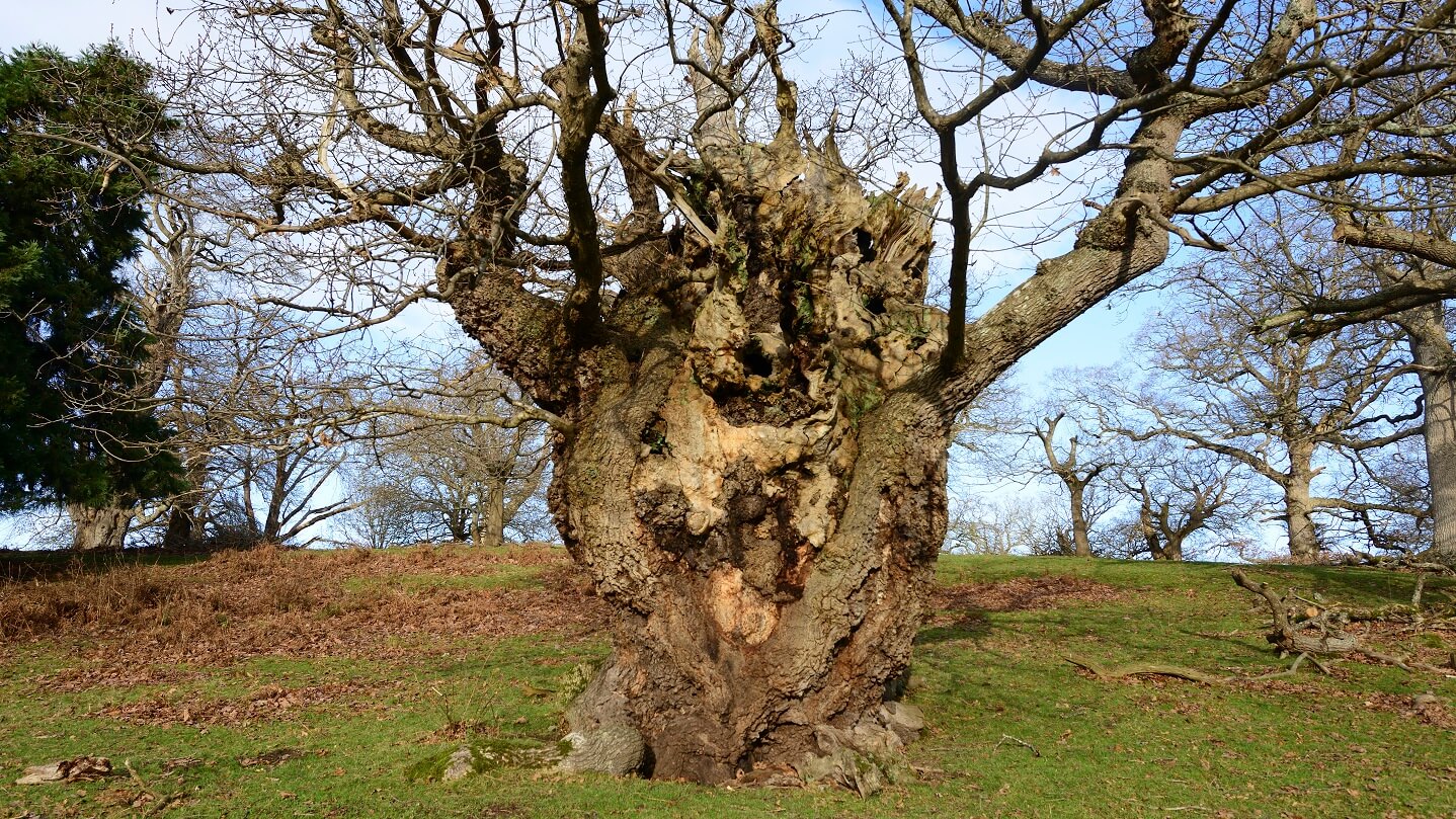 Oak trees and wildlife - Woodland Trust