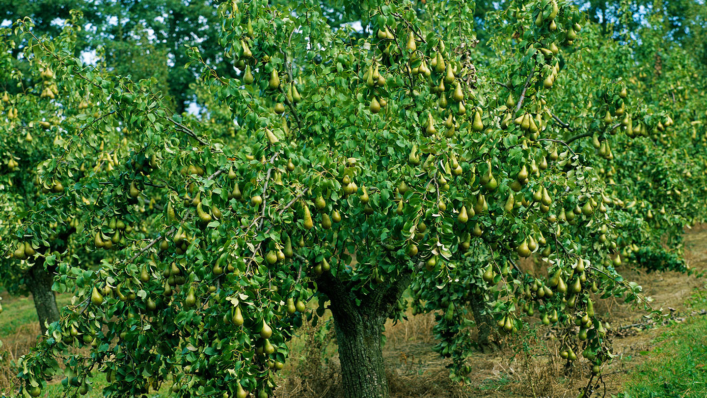 Pear (Pyrus communis) - British Trees - Woodland Trust