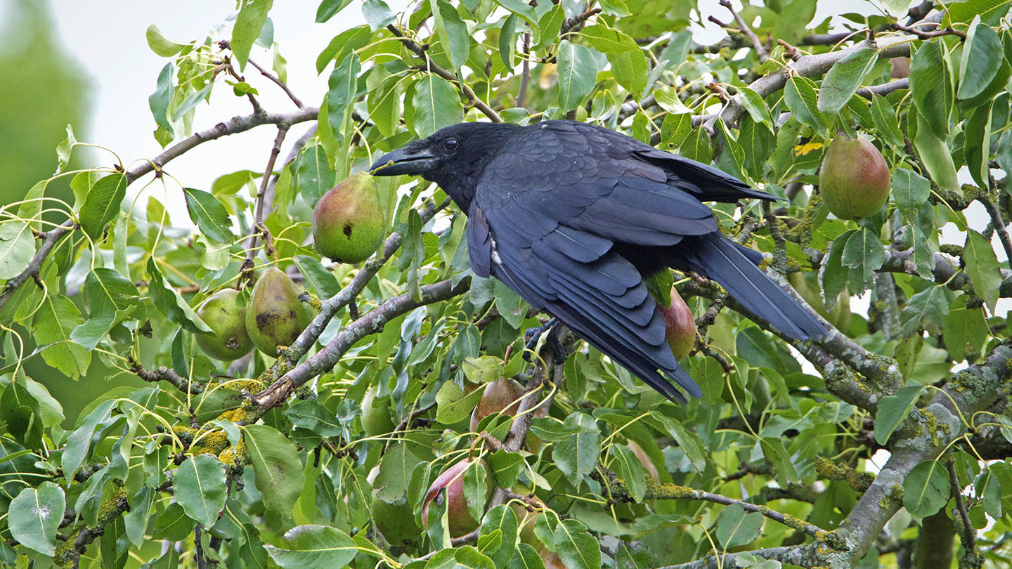 Pear (Pyrus communis) - British Trees - Woodland Trust