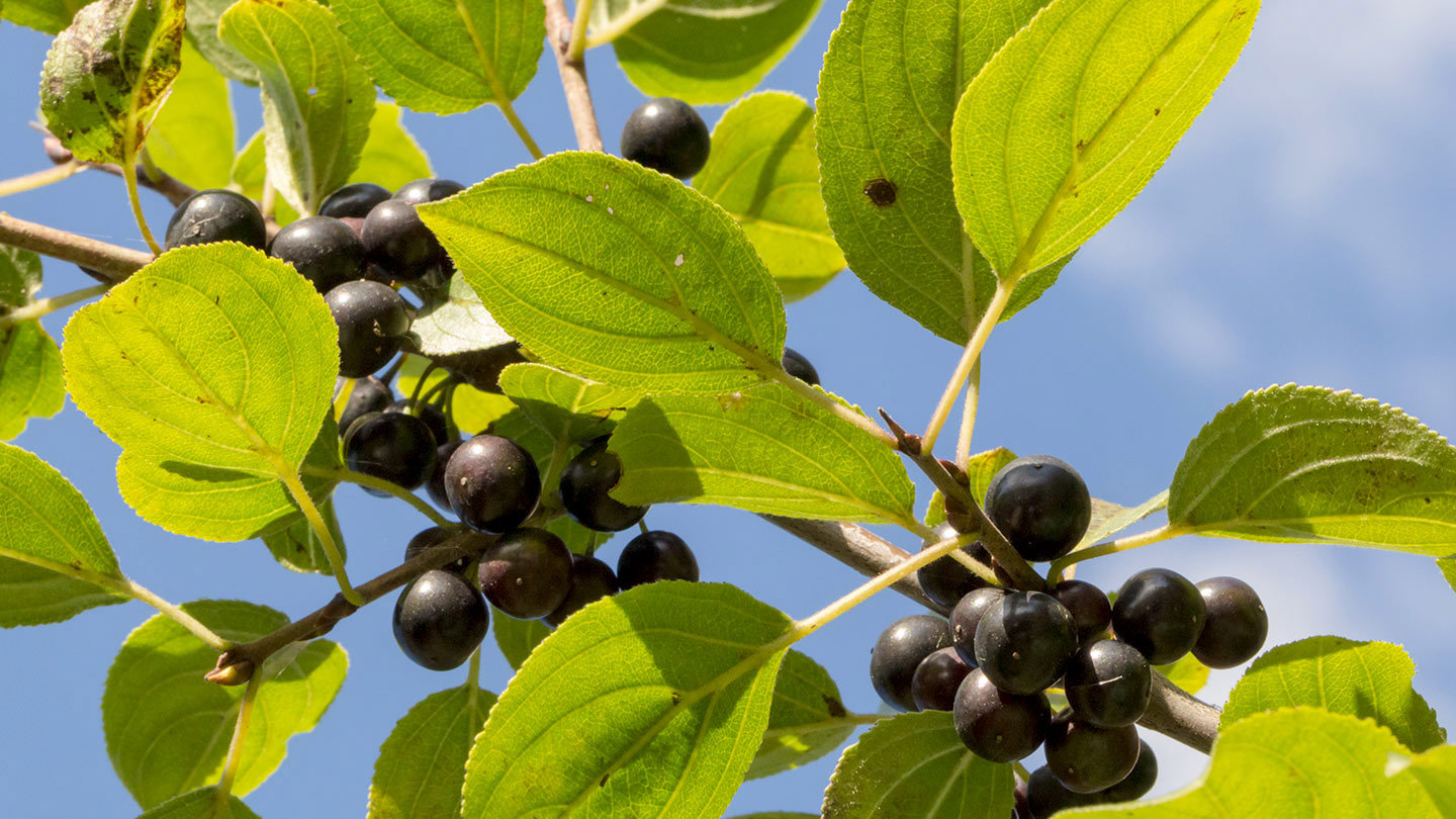 Purging Buckthorn (Rhamnus cathartica) - Woodland Trust