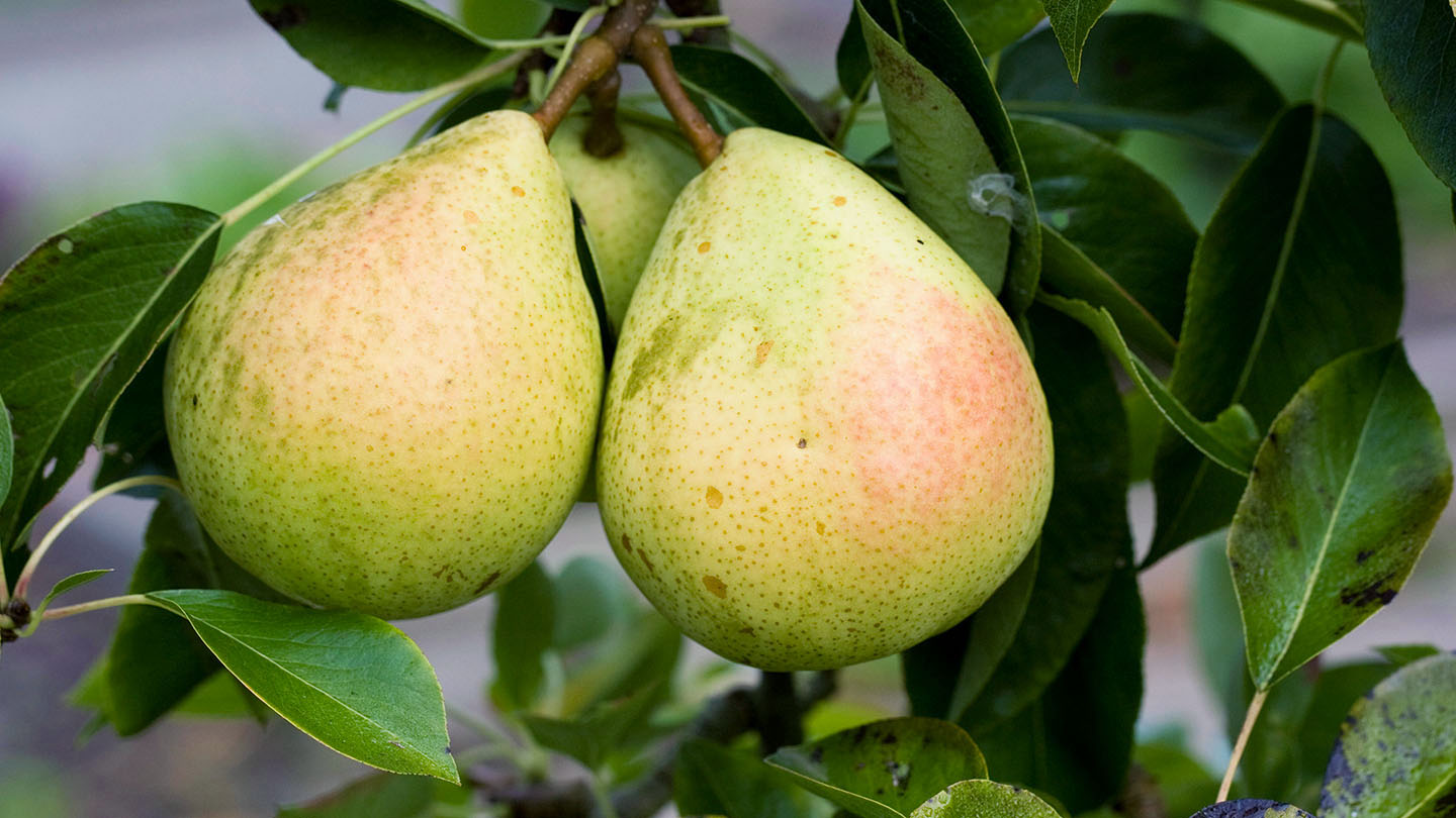 Pear (Pyrus communis) - British Trees - Woodland Trust