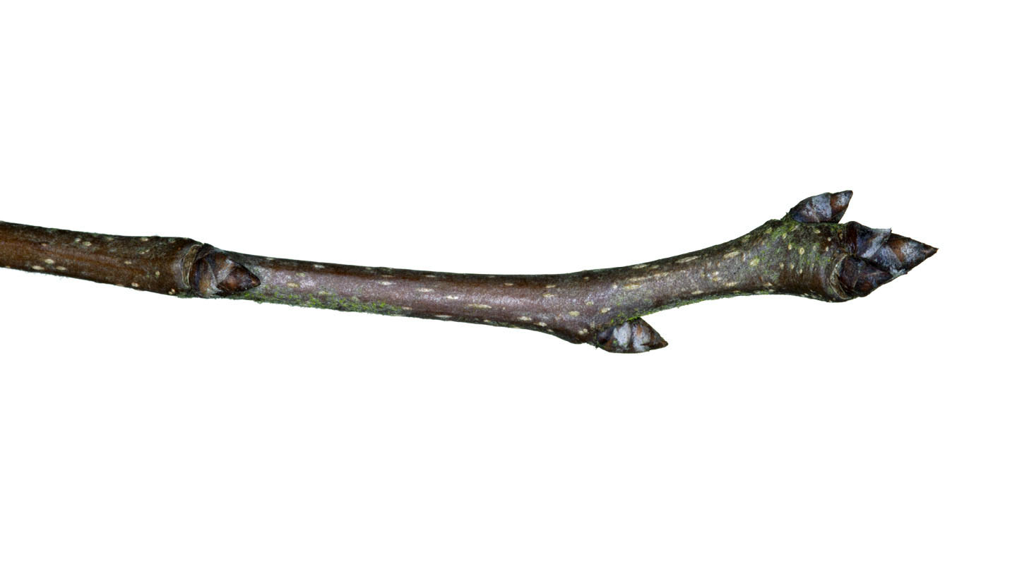 Pear (Pyrus communis) - British Trees - Woodland Trust