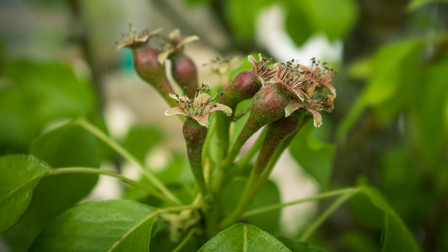 Pear (Pyrus communis) - British Trees - Woodland Trust