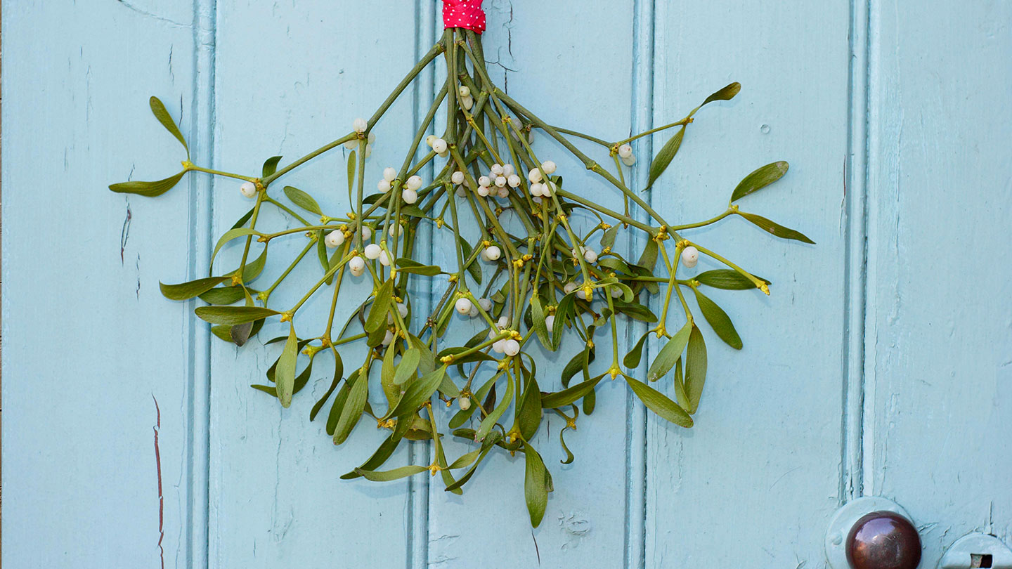 Foraging for Natural Christmas Decorations - Woodland Trust