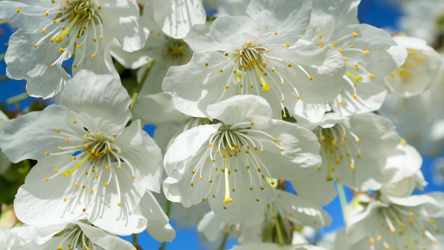 Plymouth Pear (Pyrus cordata) - British Trees - Woodland Trust