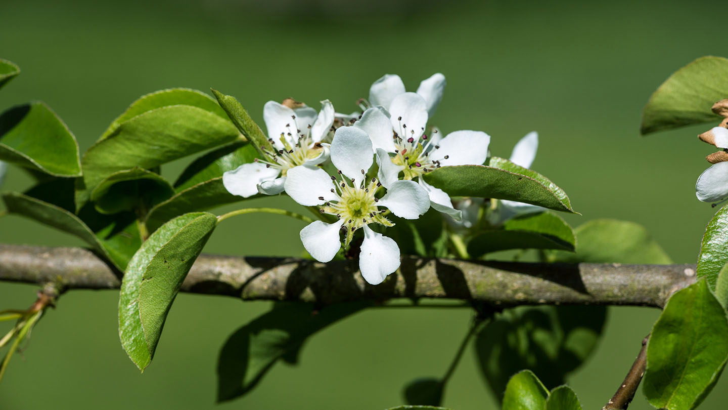 Pear (Pyrus communis) - British Trees - Woodland Trust
