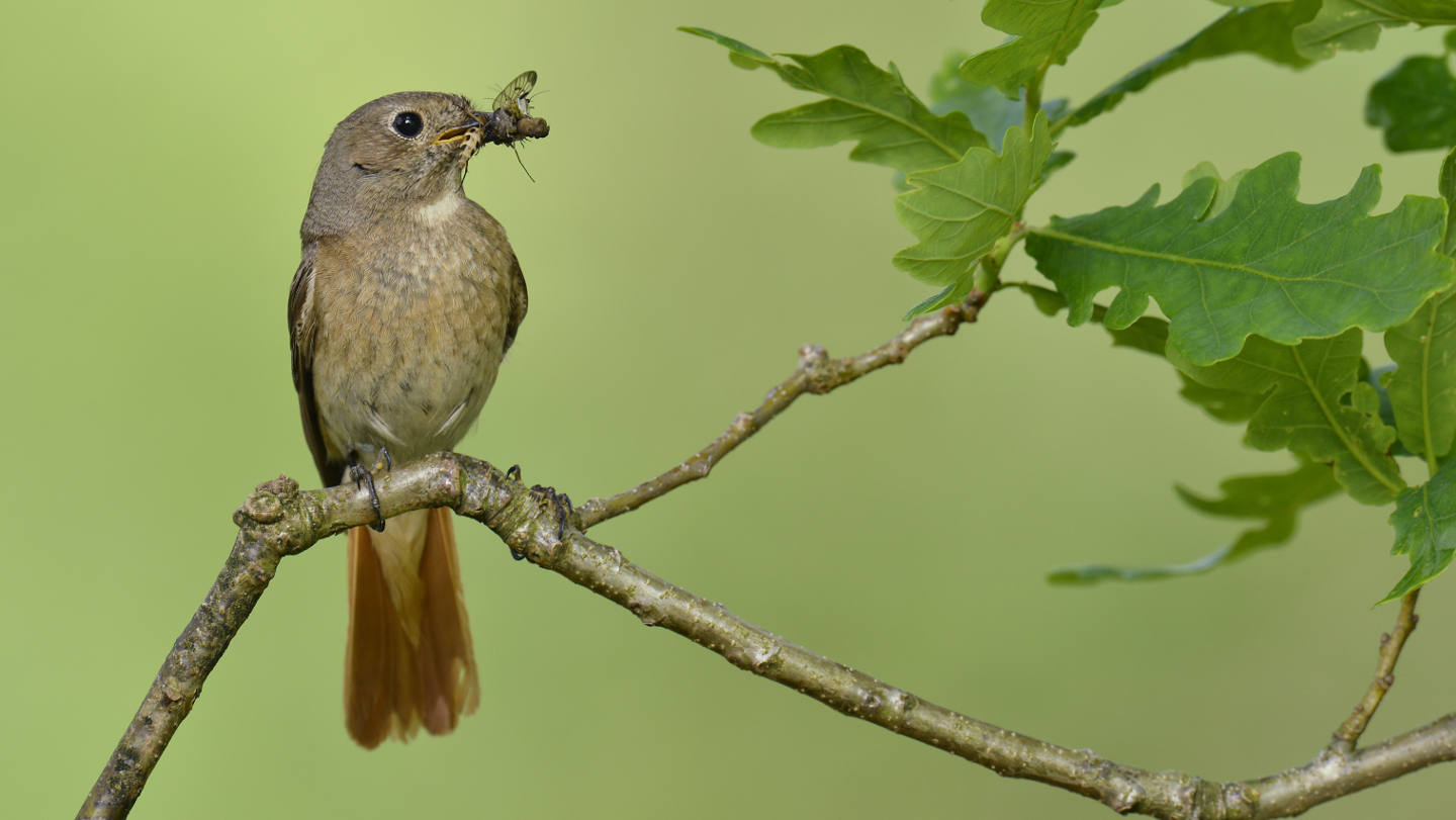 Redstart (Phoenicurus phoenicurus) - Woodland Trust