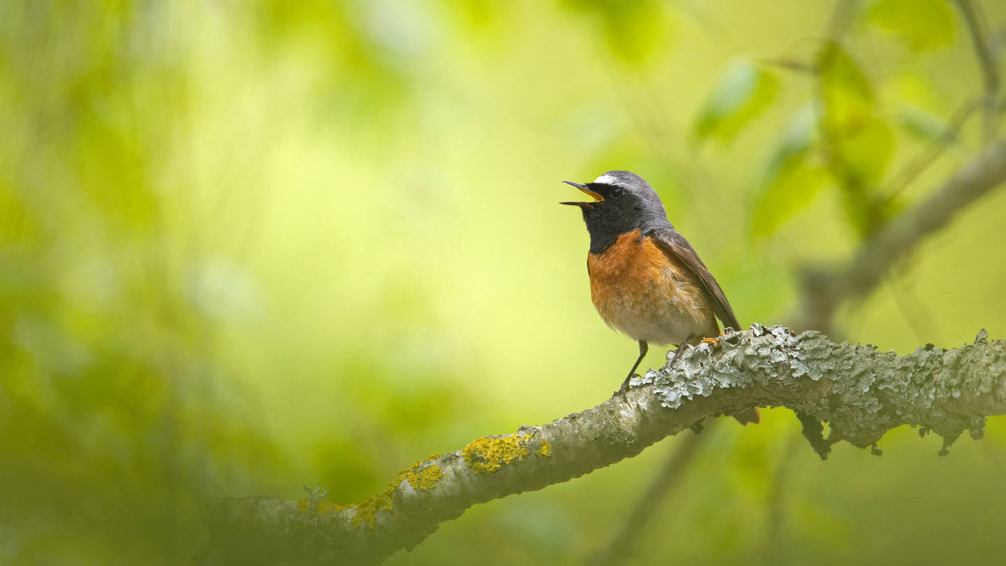 Redstart (Phoenicurus phoenicurus) - Woodland Trust