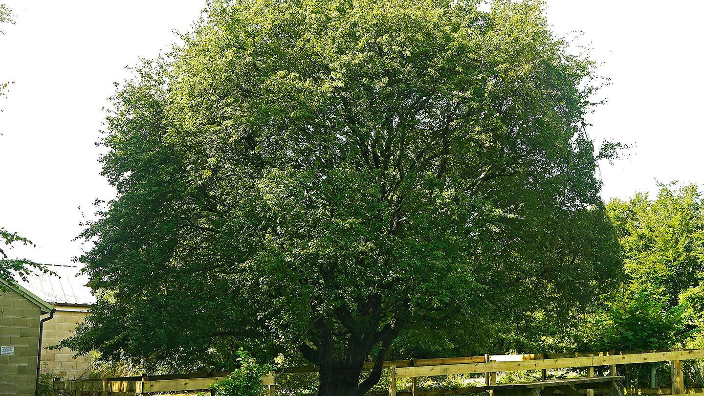 Plymouth Pear (Pyrus cordata) - British Trees - Woodland Trust