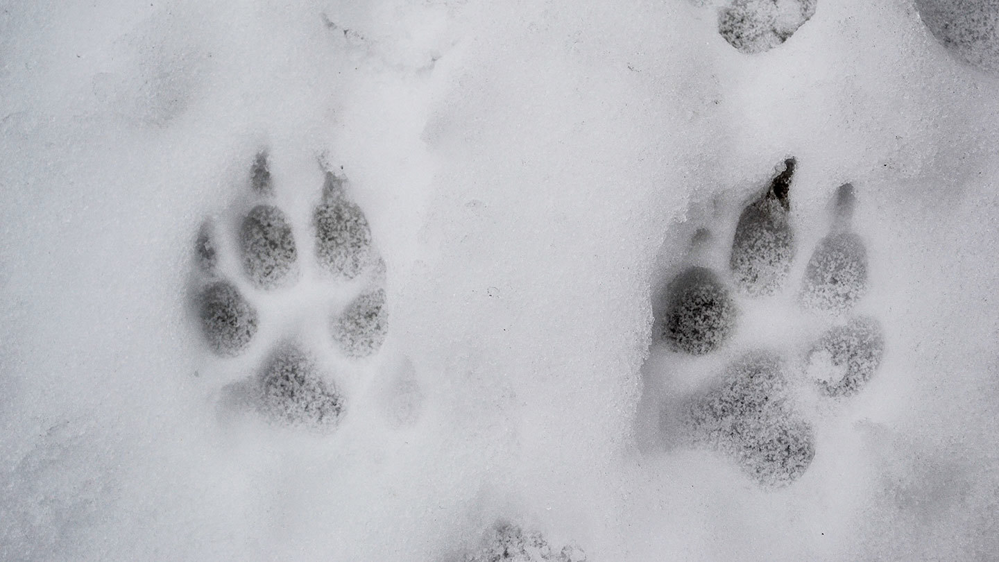 Animal Tracks in Snow: Identify Animal Prints - Woodland Trust