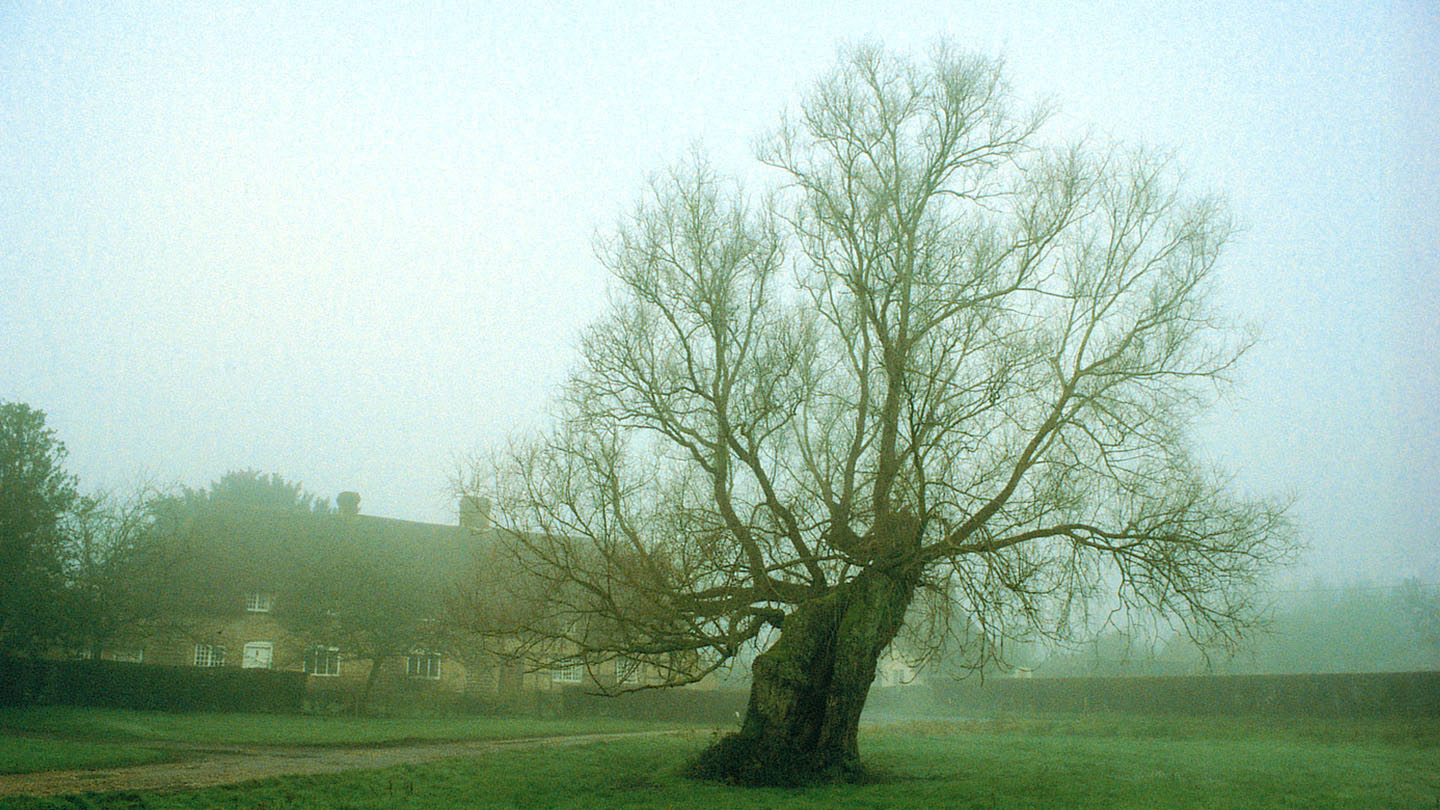 Black Poplar (Populus nigra) - British Trees - Woodland Trust