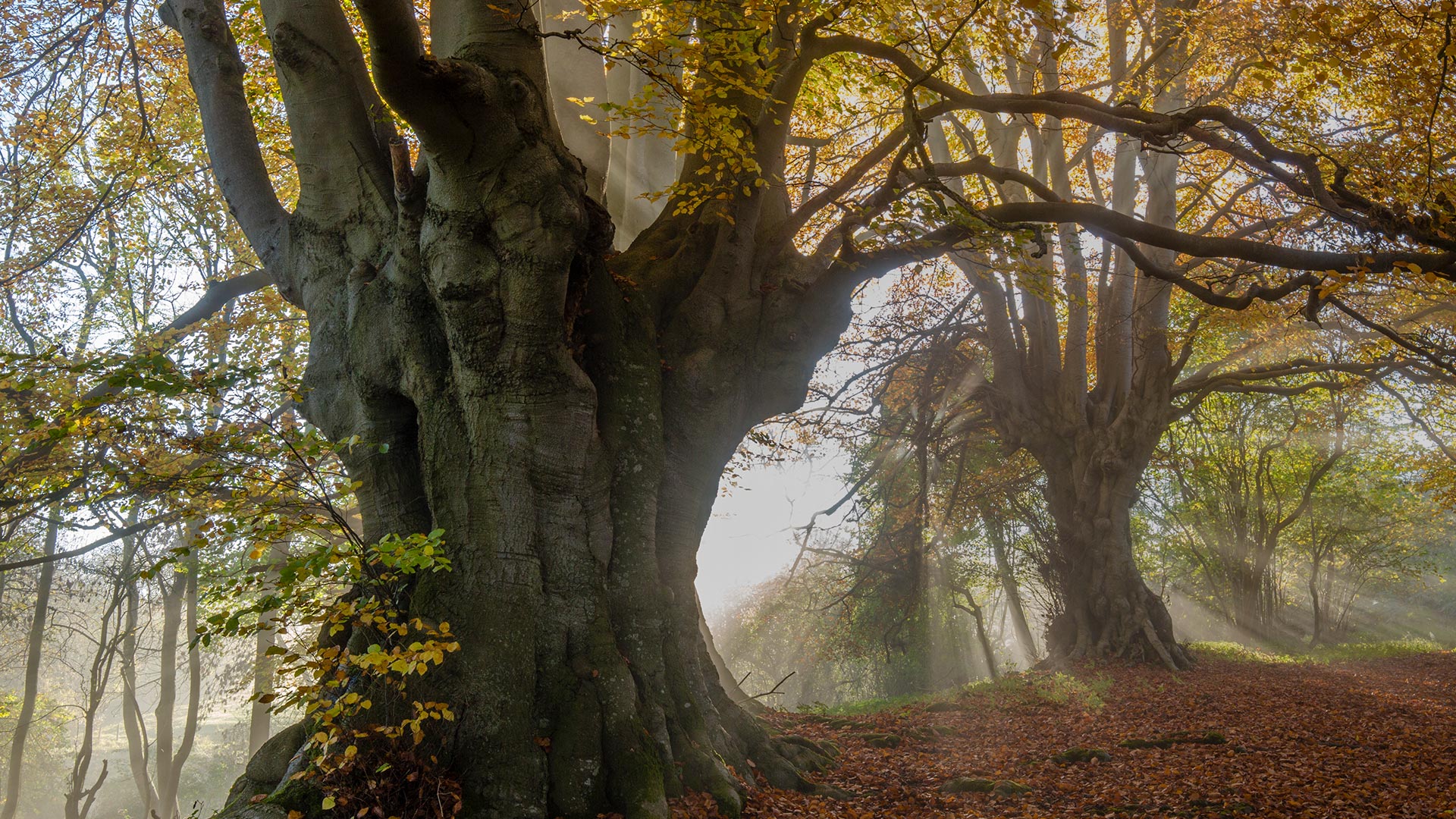 Blue Ground Beetle (Carabus Intricatus) - Woodland Trust