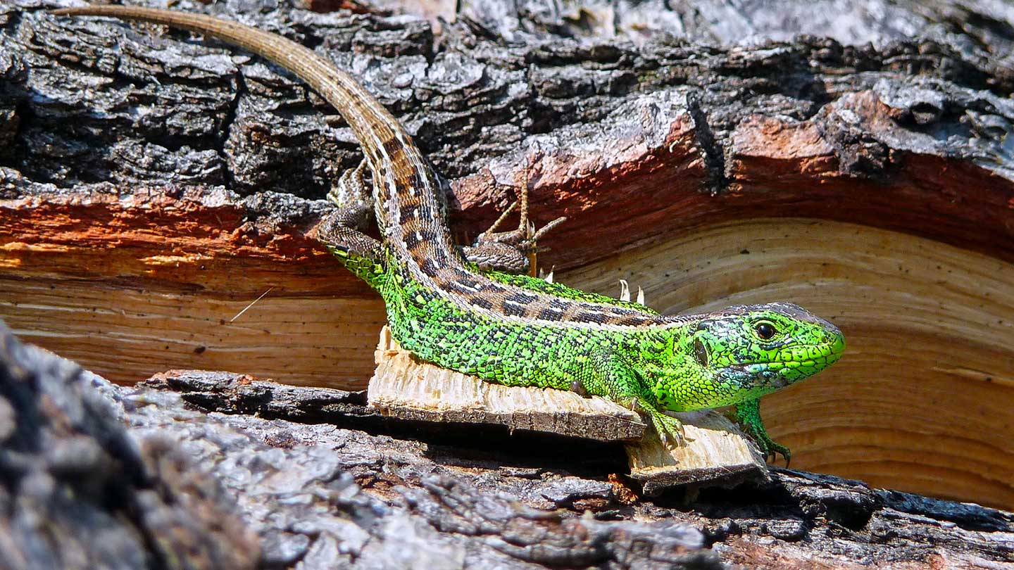 How to tell the difference between UK reptiles - Woodland Trust