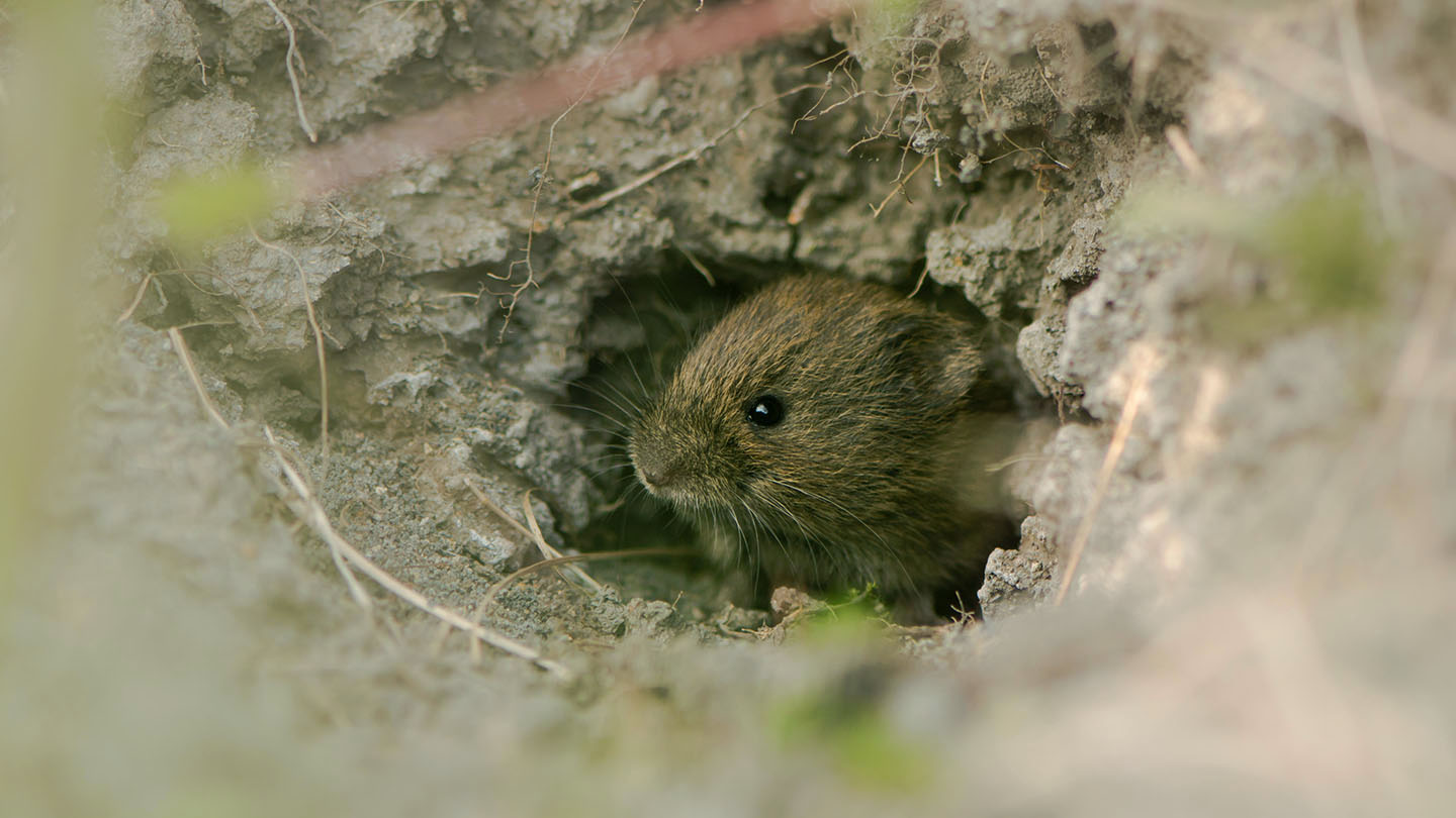 Field Vole (Microtus agrestis) - Woodland Trust
