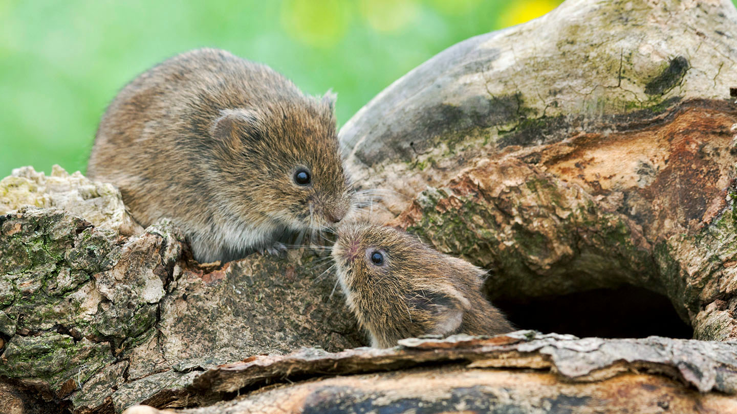 Field Vole (Microtus agrestis) - Woodland Trust