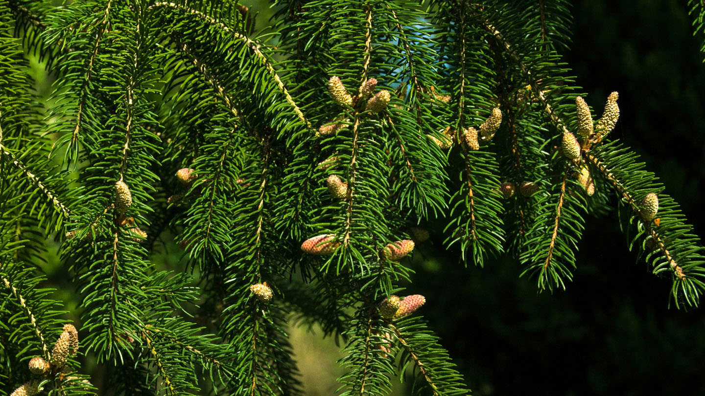 Sitka Spruce (Picea sitchensis) - British Trees - Woodland Trust