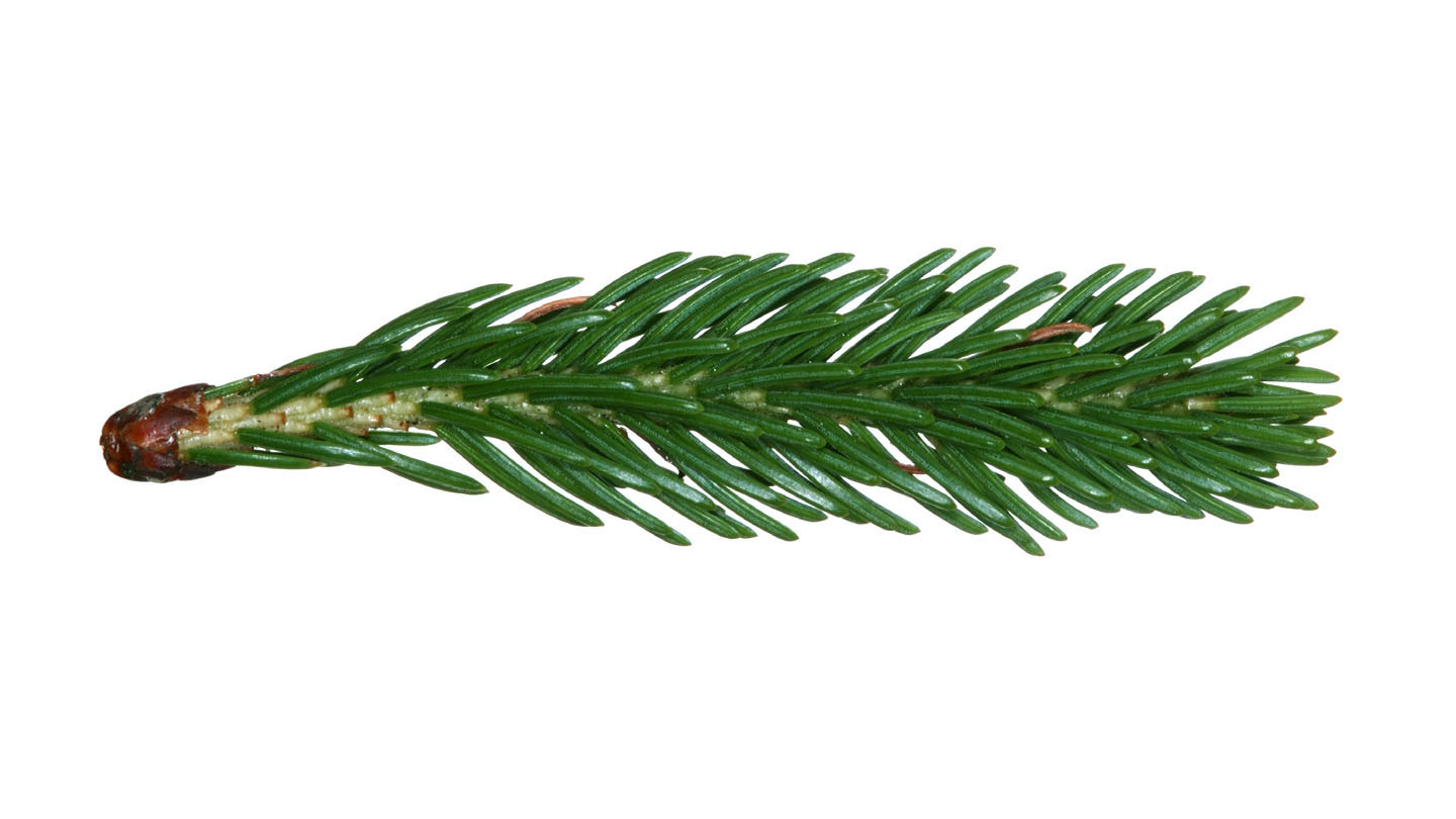 Norway Spruce (Picea abies) - British Trees - Woodland Trust