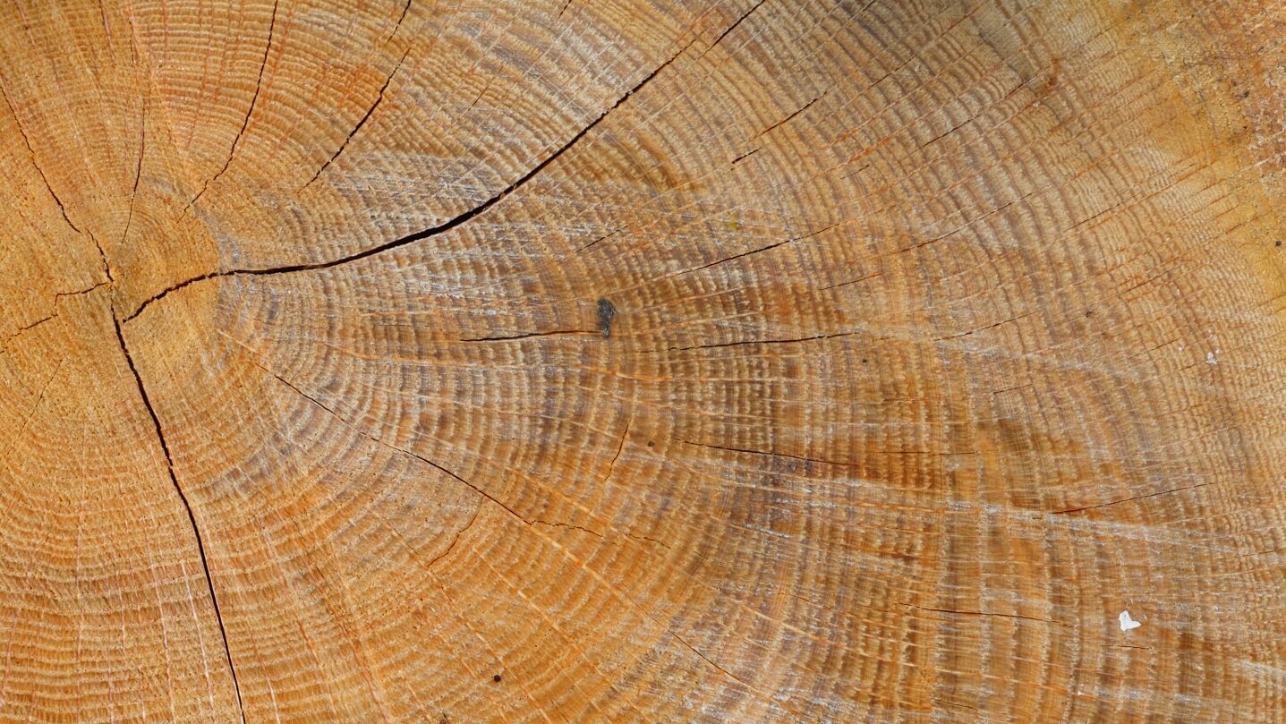 What Can Tree Rings and Black Lines Tell Us? - Woodland Trust