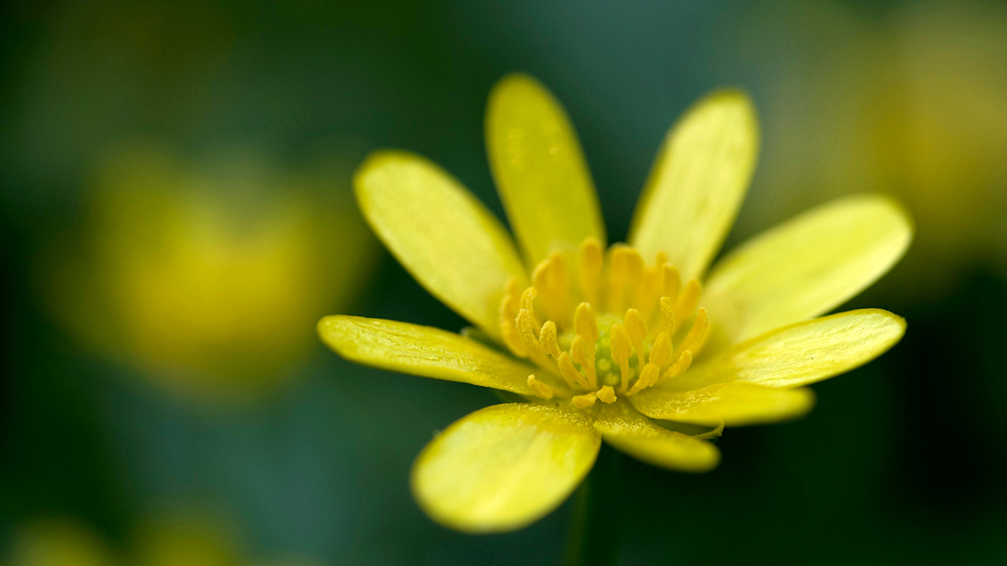 Lesser Celandine (Ficaria verna) - Woodland Trust