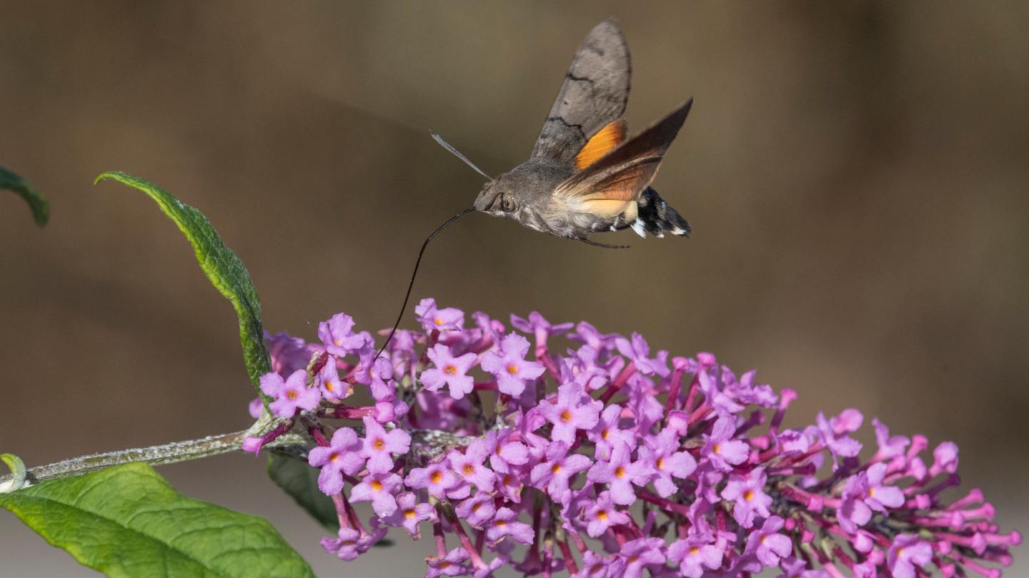 6 Rare Moths That Rely on Trees - Woodland Trust