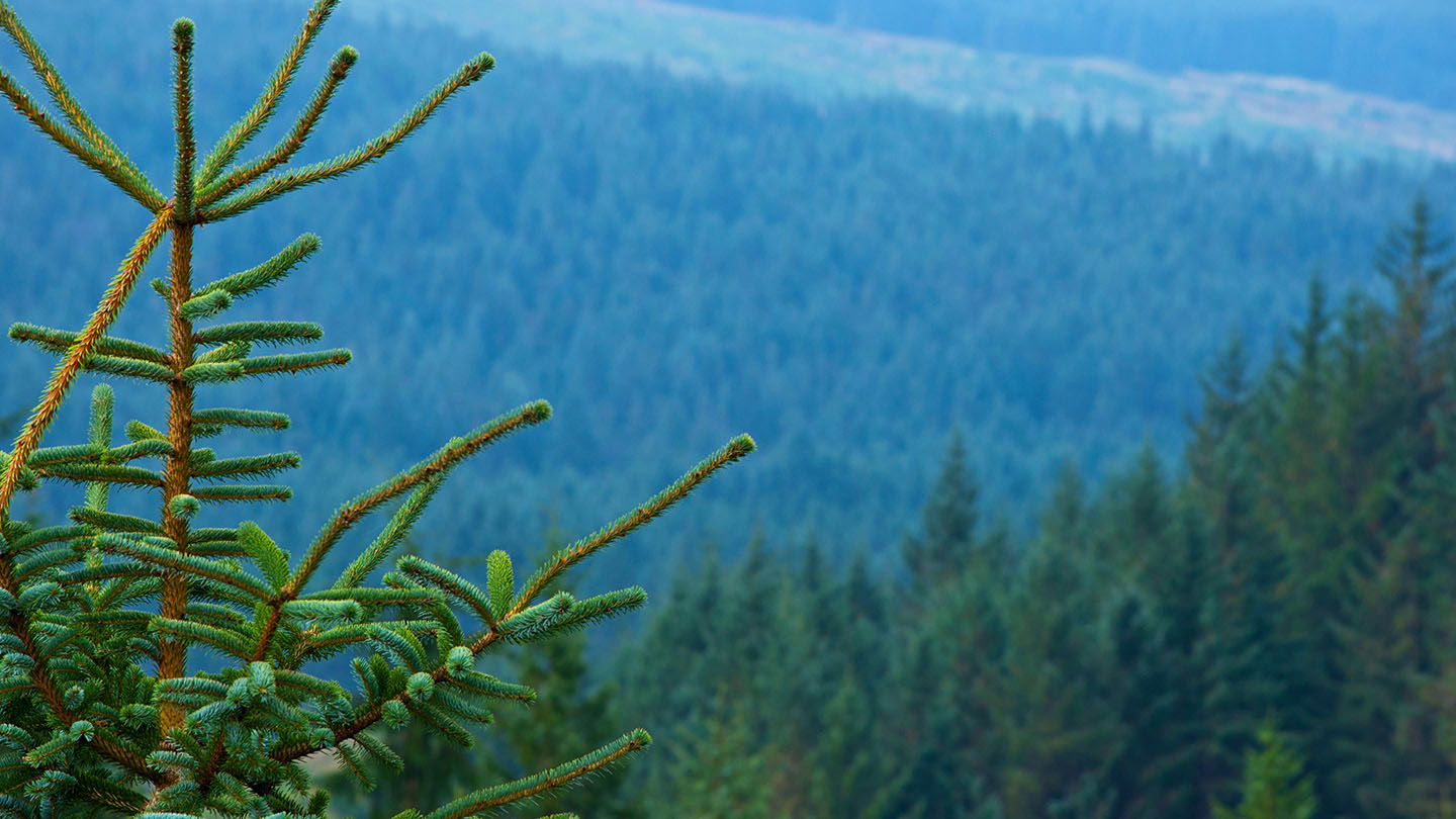 Norway Spruce (Picea abies) - British Trees - Woodland Trust