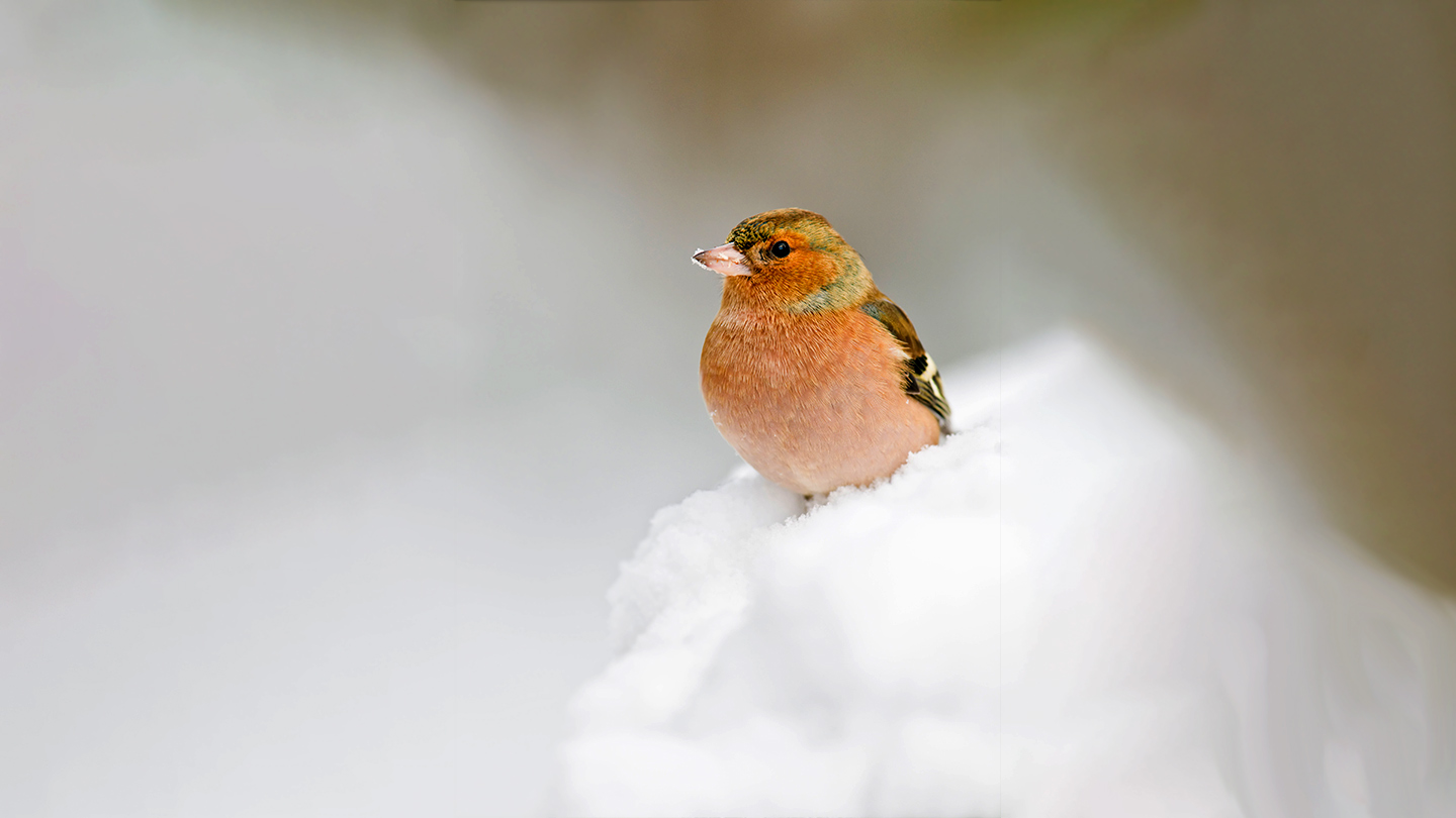 How to Identify Wildlife - UK Species - Woodland Trust