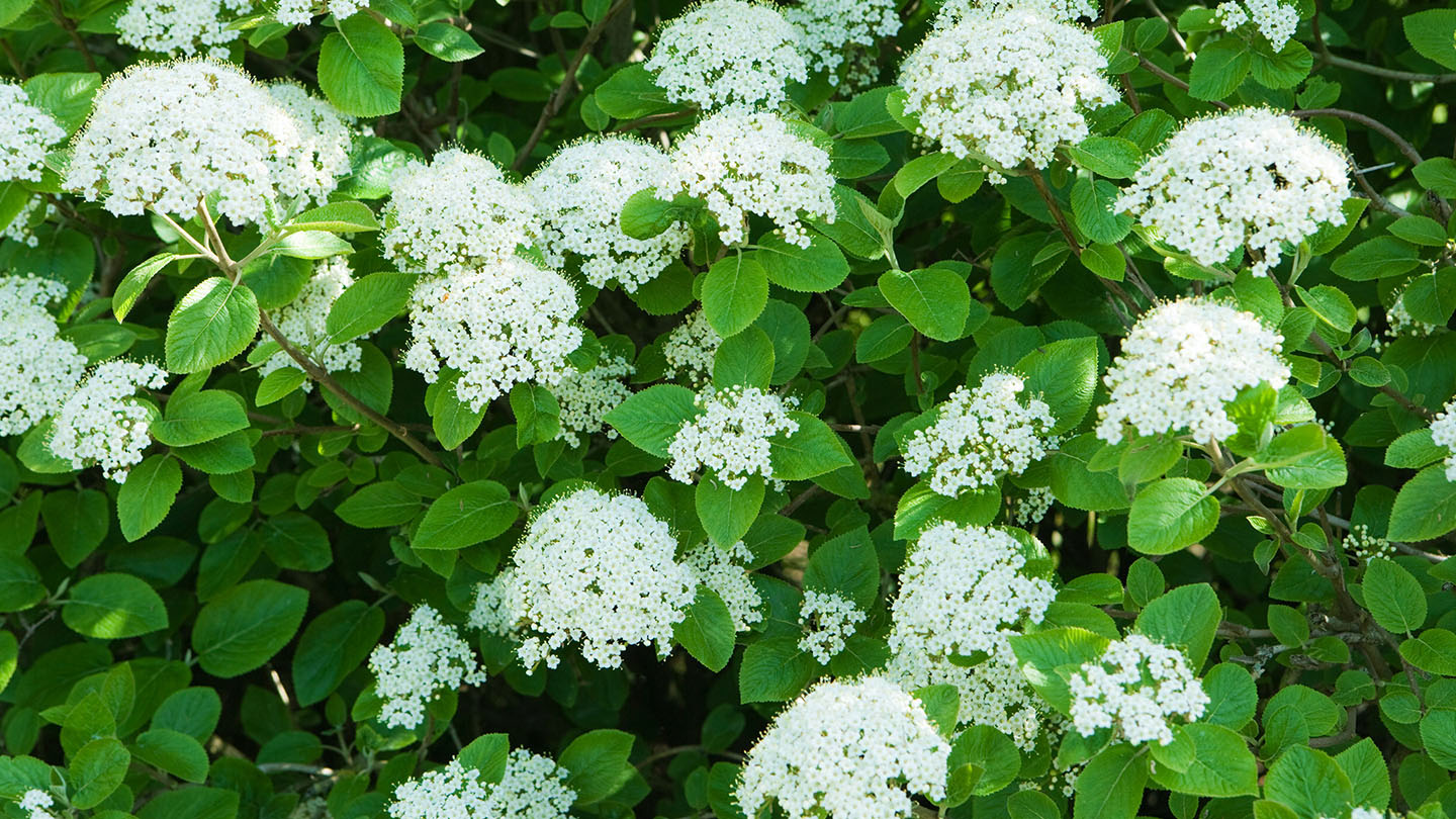 Wayfaring tree (Viburnum lantana) - Woodland Trust