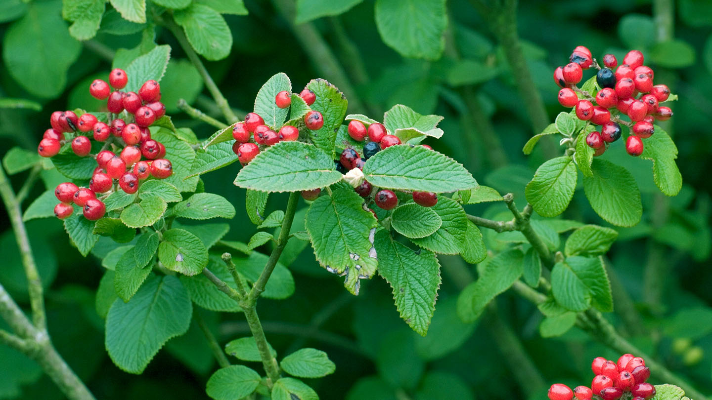 Wayfaring tree (Viburnum lantana) - Woodland Trust