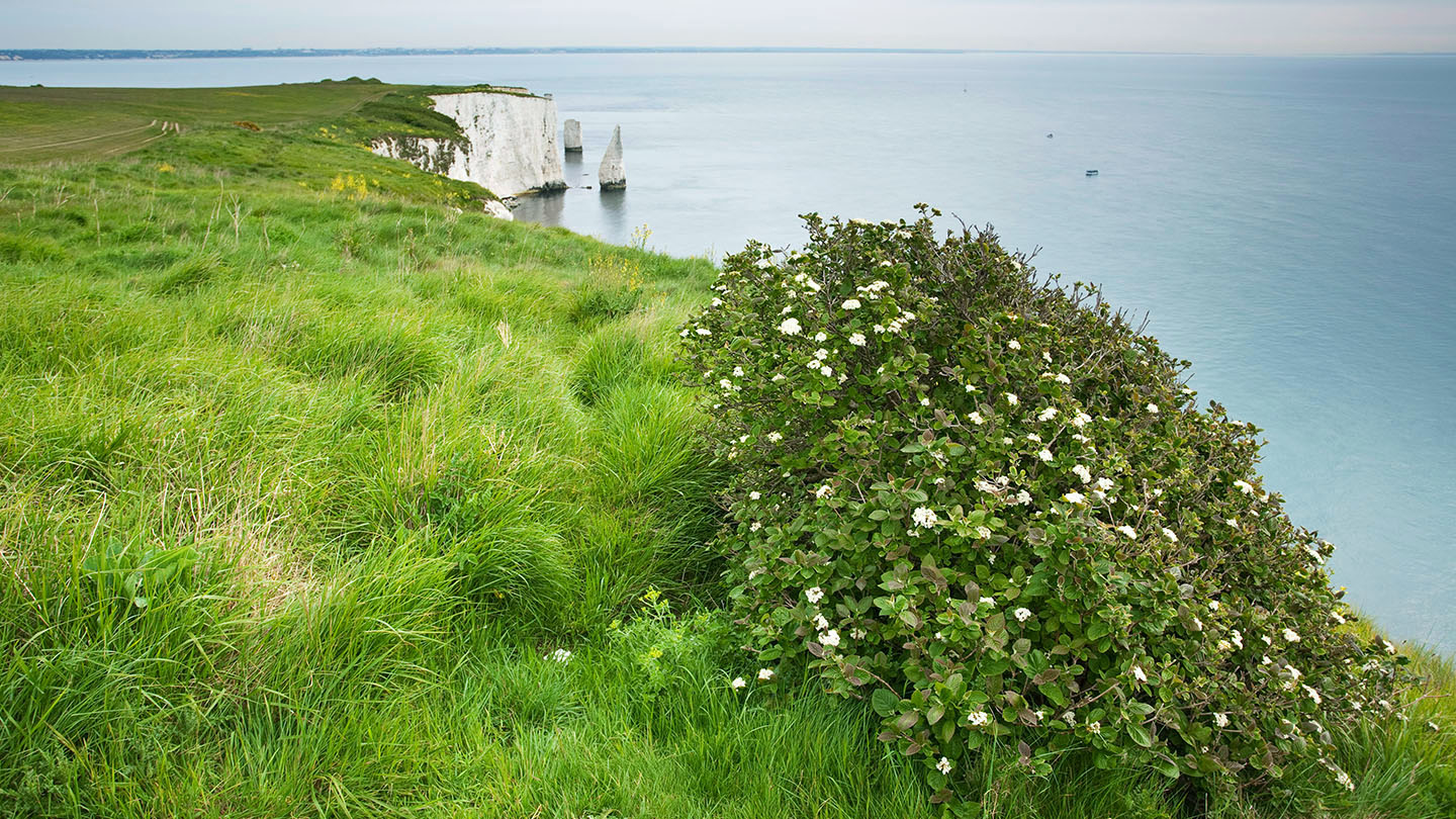 Wayfaring tree (Viburnum lantana) - Woodland Trust