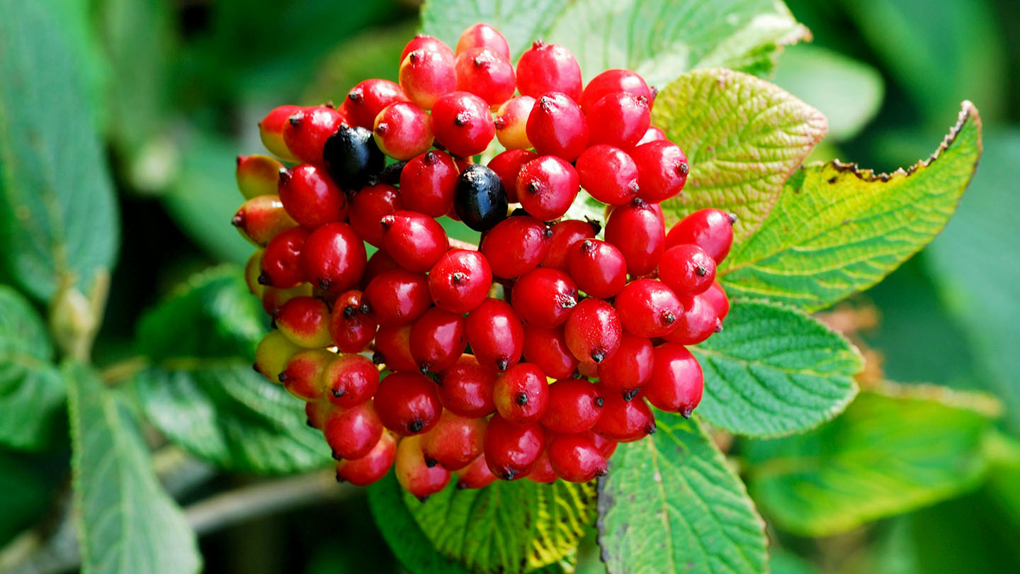 Wayfaring tree (Viburnum lantana) - Woodland Trust