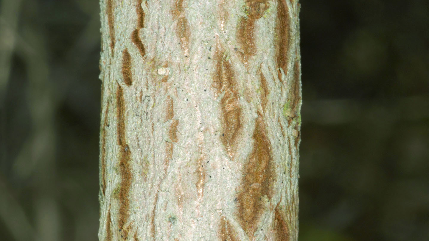 Wayfaring tree (Viburnum lantana) - Woodland Trust