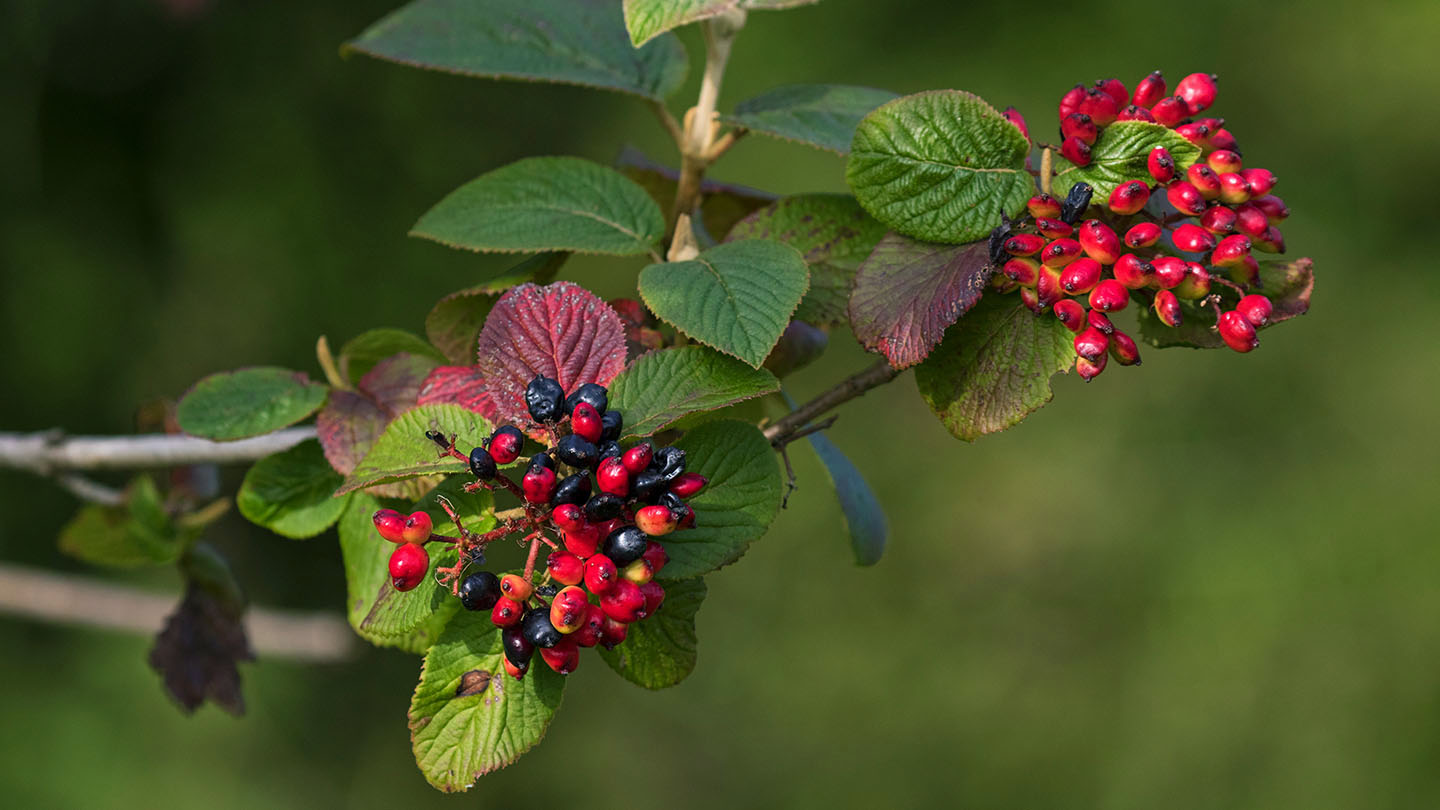 Wayfaring tree (Viburnum lantana) - Woodland Trust