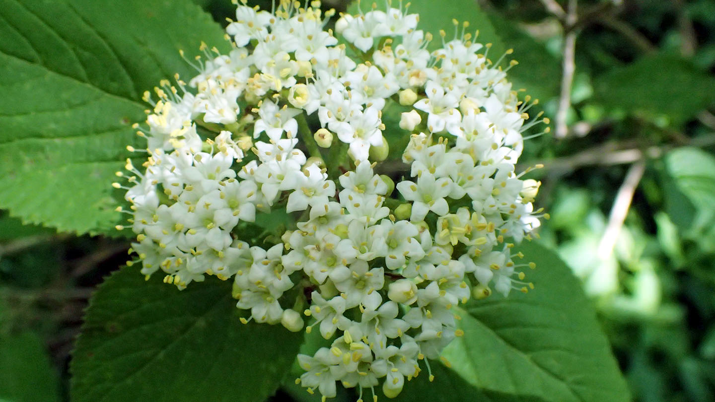 Wayfaring tree (Viburnum lantana) - Woodland Trust