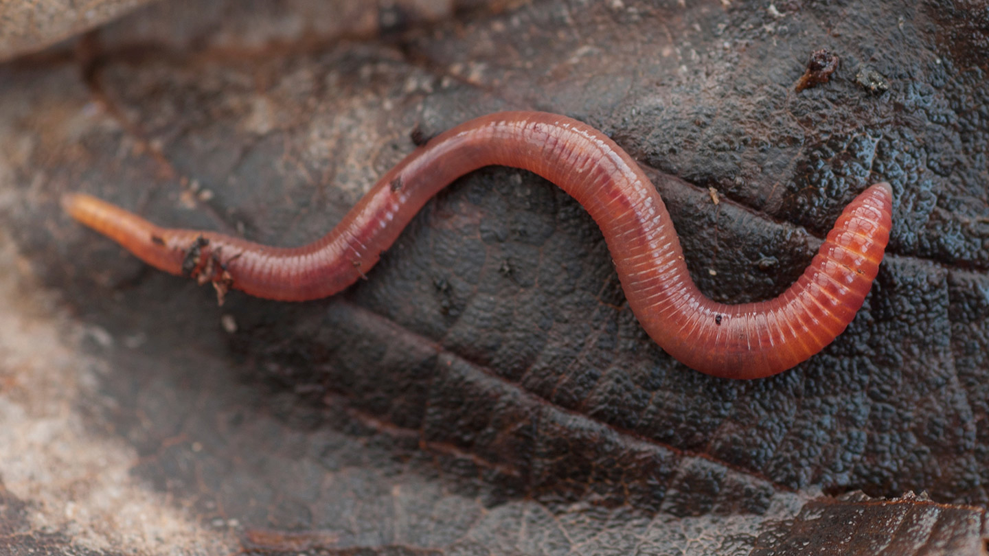Worms Worms