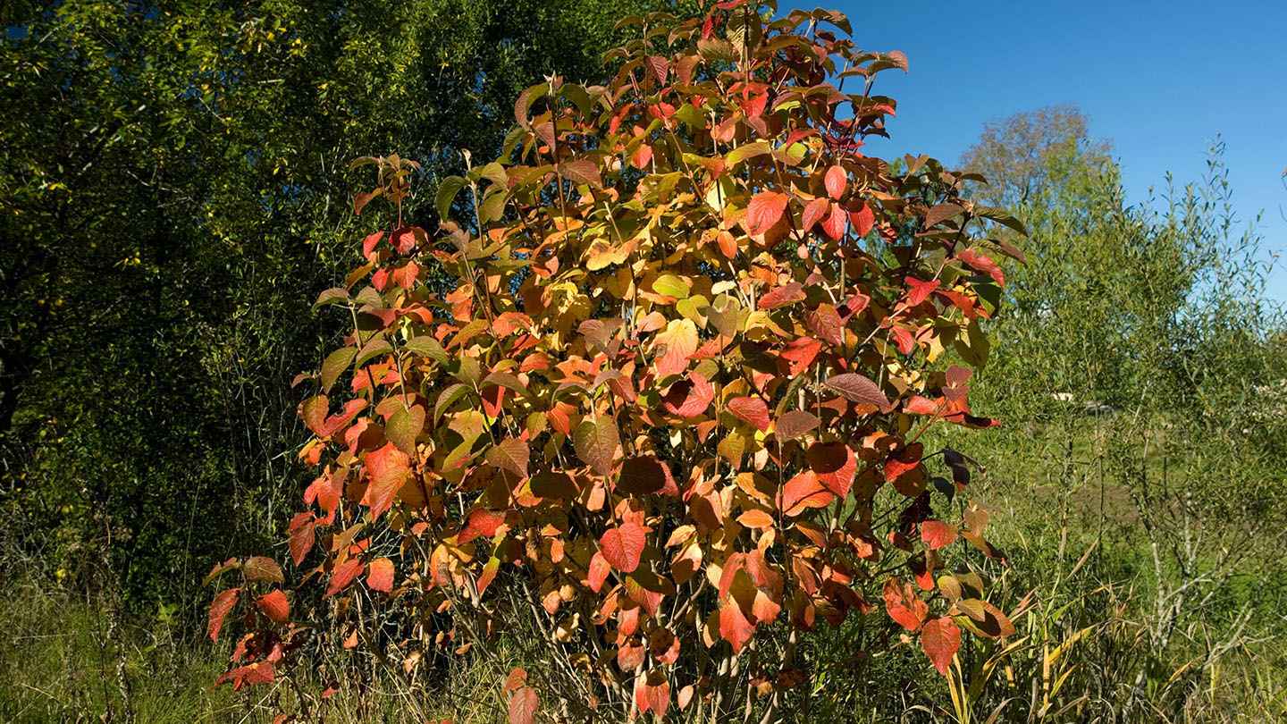 Wayfaring tree (Viburnum lantana) - Woodland Trust