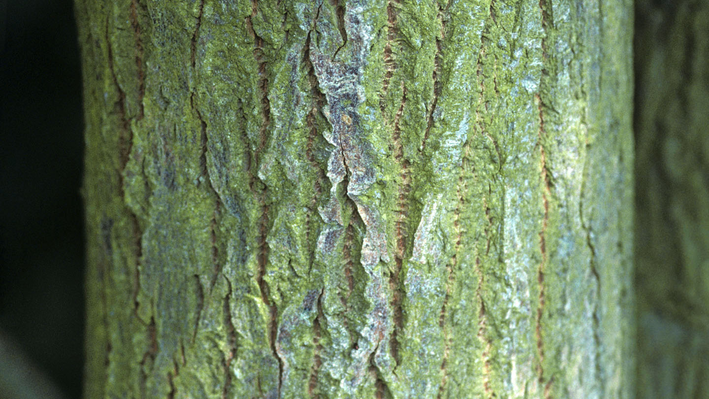 Grey Willow (Salix cinerea subsp. oleifolia) - Woodland Trust